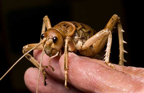 Wētāpunga Giant Wētā Envirohub