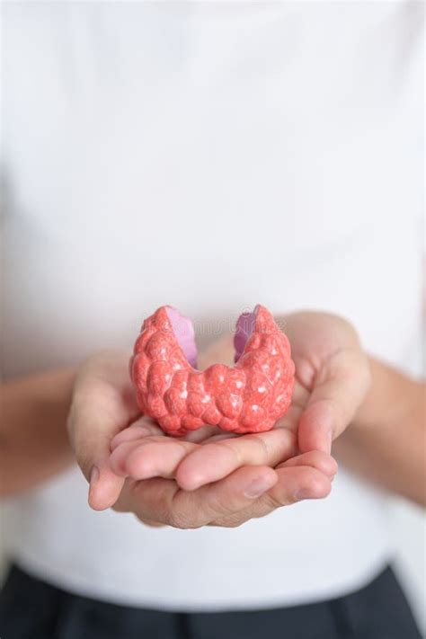 Woman Holding Human Thyroid Anatomy Model Hyperthyroidism
