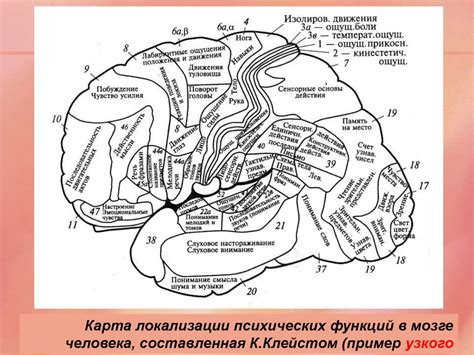 Введение в клиническую нейропсихологию. Теория системной динамической ...