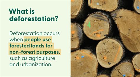 What Is Deforestation—and How Do We Prevent It