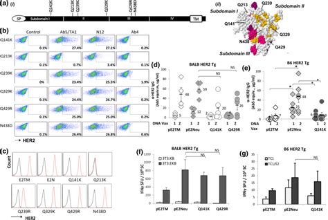 Human Her2 Point Mutants Stability And Immunogenicity Ai Single
