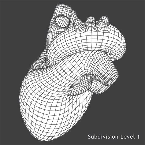 Female Torso Anatomy 3d Model 249 Obj Fbx Ma Free3d
