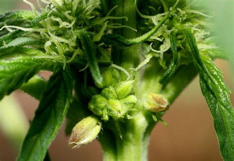 Cannabis Pollen Cheap Weed Delivery Toronto Dispensary Near Me