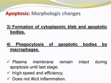 Apoptosis By Dr Alfarahpptx