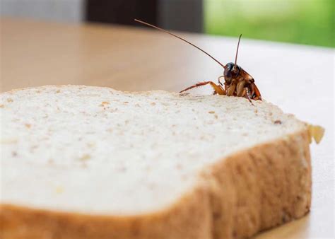 How Fast Is A Cockroach 2 Speeds Compared To Other Insects The