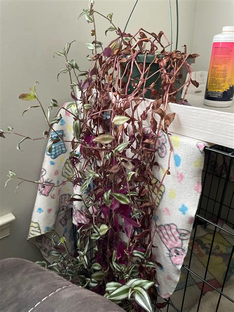 Wandering Dude Rhouseplants