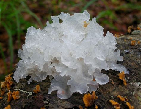 Tremella Fuciformis Wikiwand