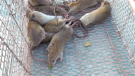 Field Mouse Favorite Food At Archie Cowley Blog