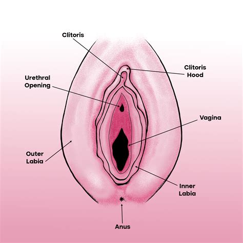 Clitoral Stimulation Anatomy Orgasm How To Best Sex Positions