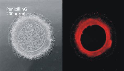 Embryonic Toxicity On The Move Astar Research