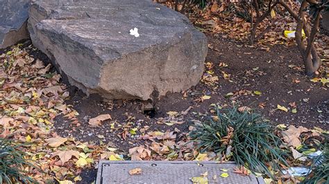 Rat Complaints And Nycs Rat Problem