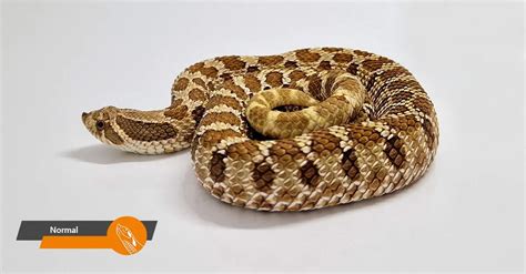 Western Hognose Snake Morphs Contact Support