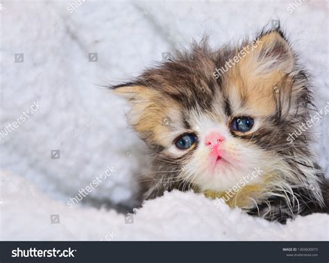 Cute Persian Cat Kitten Cute Persian Cat Kitten