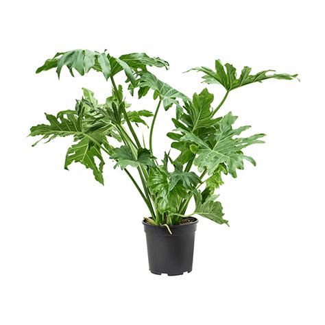 Philodendron Selloum