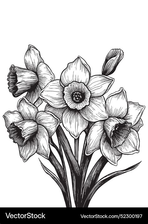 Vintage Engraving Of A Bunch Daffodils Royalty Free Vector