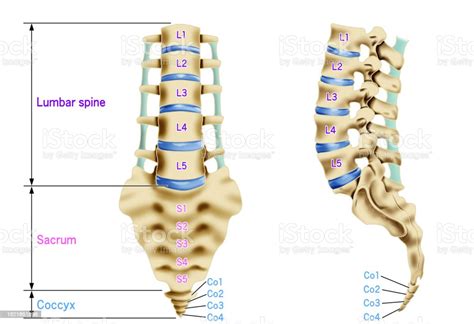 Illustration Of Lumbar Vertebrae Sacrum Coccyx Stock Illustration