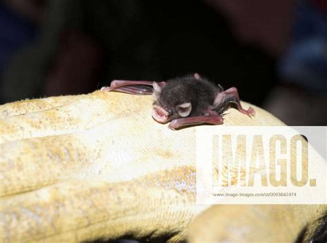 Cute Bumblebee Bat