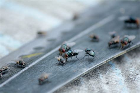 Flies Pest Control New Zealand Flick