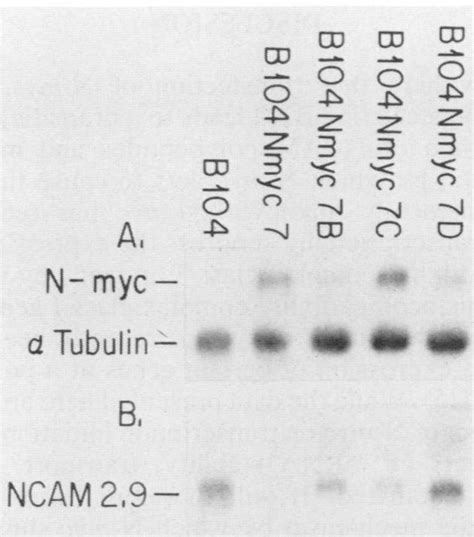 Ncam Mrna Levels In B104 N Myc Revertants Twenty Micrograms Of Total