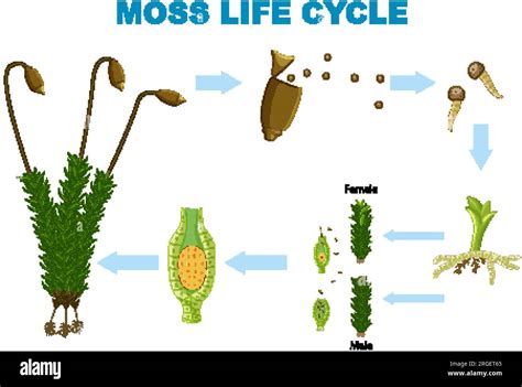 Moss Life Cycle Sexual Reproduction Grade 11 University Biology