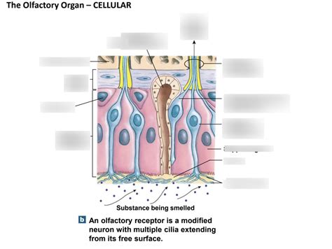 Diagram Of Olfactory System Worksheet Olfactory System Diagr