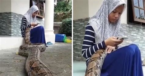 Giant Python Sleeps On Girls Lap In Viral Video