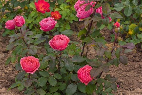 Rose Gartenprinzessin Marie-Jose of Bright Pink and Red Tones Stock ...