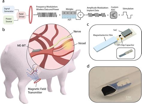 Battery Less Bioelectronic Implants Sims Lab Rice University