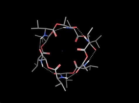 Valinomycin Structure Showing Hydrogen Bonds Dotted Lines Oxygen
