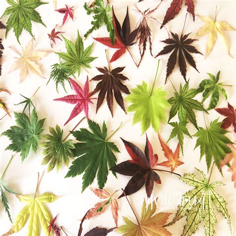 约旦枫约旦枫树介绍约旦枫树第5页大山谷图库