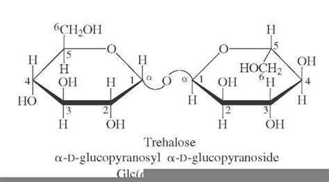 Trehalose Structure