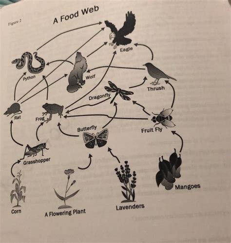 Solved A Food Web Figure 2 Eagle U Python Wolf Thrush
