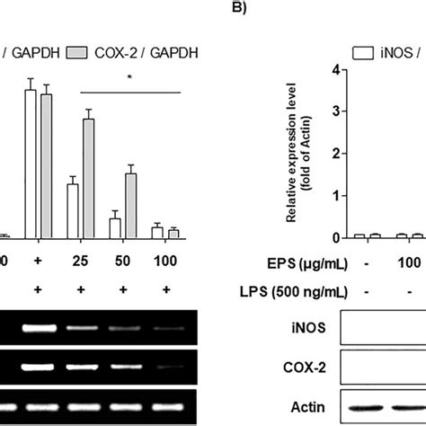 Down Regulation Of Nitric Oxide No And Prostaglandin E2 Pge2 Download Scientific Diagram