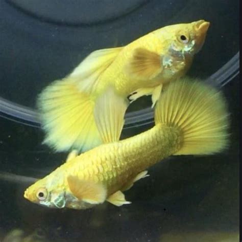 24k Full Gold Guppy Samaquarium