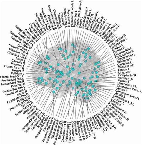 Cortical And Subcortical Regions 58 In Each Hemisphere 118 In Total