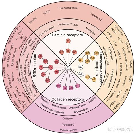 双向信号传导：整合素integrins 知乎