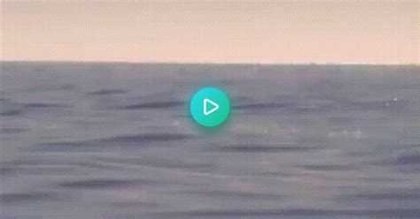 Devil Rays Aka Mobula Rays Breaching The Surface  On Imgur