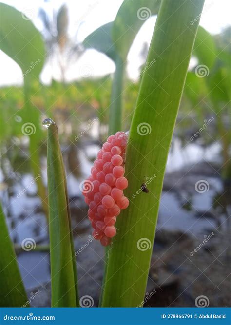 Pink Conch Egg In The Branch Of Grass Stock Image Image Of Grass