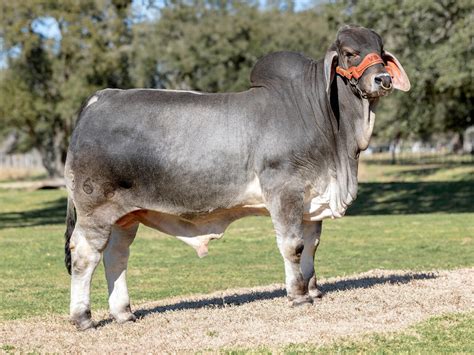 2024 National Brahman Show Showcasing The Best Of The American Brahman