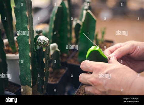 Cactus Genetic Modify For Make Them Bigger Or More Beautiful Stock