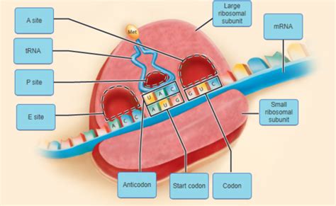 Cell Division And Reproduction Flashcards Quizlet