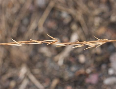 Marsh Arrowgrass Naturespot