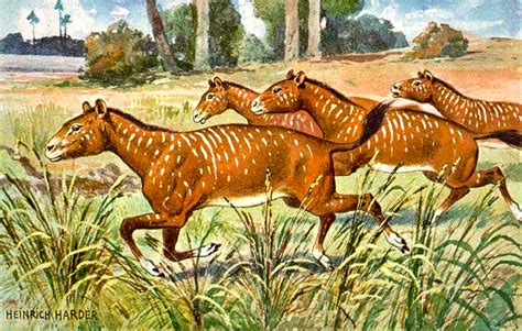 Orígenes Del Caballo Mesohippus Arre Caballo
