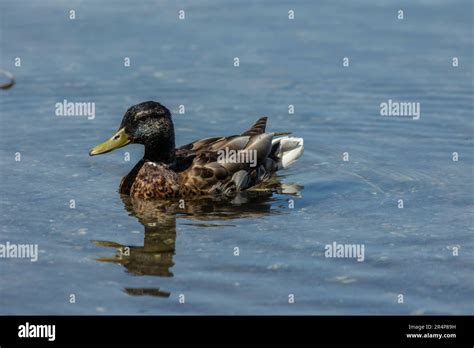 The Mallard Or Wild Duck Anas Platyrhynchos Is A Dabbling Duck That