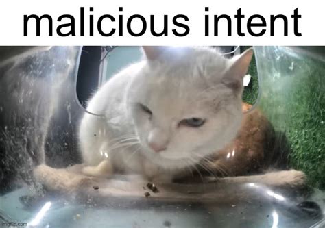 Street Cat Wiki Thingy Imgflip