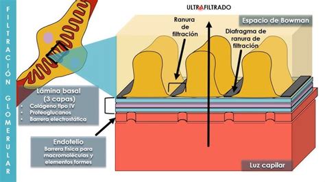 Membrana Basal Glomerular