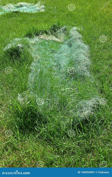 Grass Seed Netting 35 Out Of 5 Stars