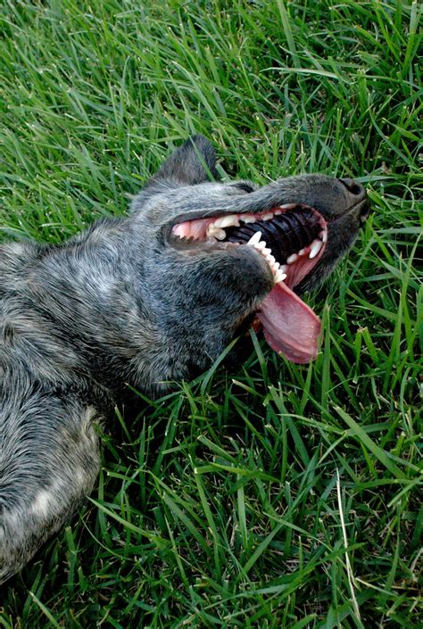 Dixie Doo Vi By Attybomb On Deviantart