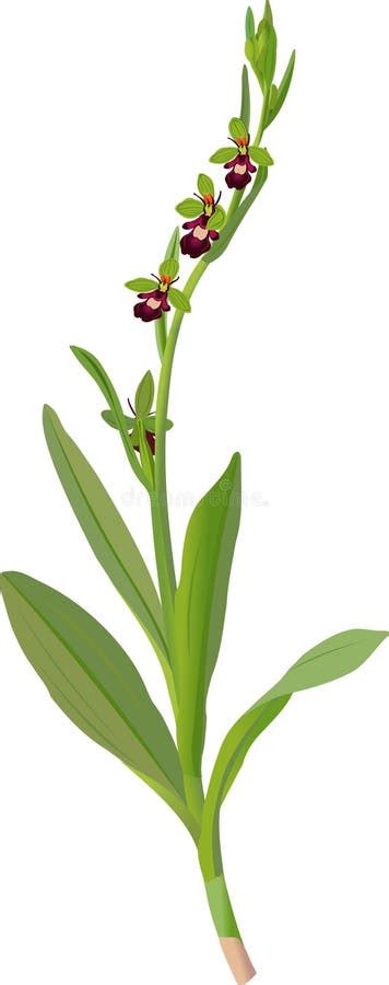 Ophrys Muscifera Stock Vector Illustration Of Wood Orchis 381496
