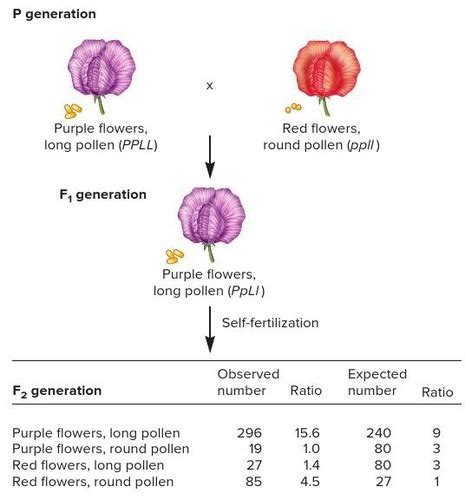 Chapter 6 Genetic Linkage And Mapping In Eukaryotes Learnsmart